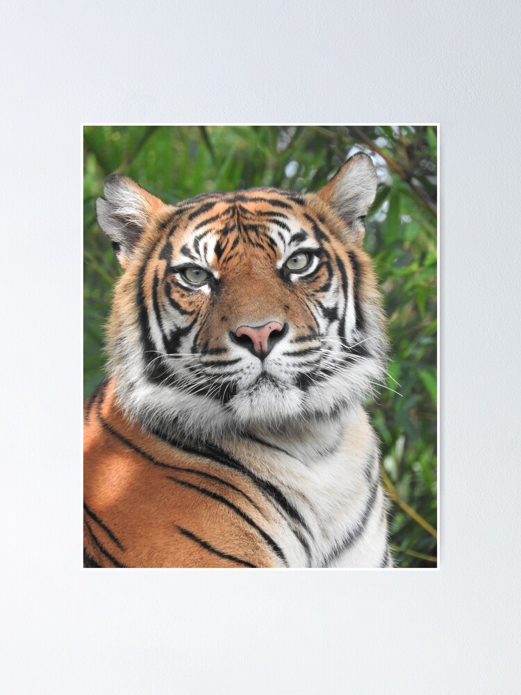 "Sumatran Tiger" Poster by kirstybush | Redbubble