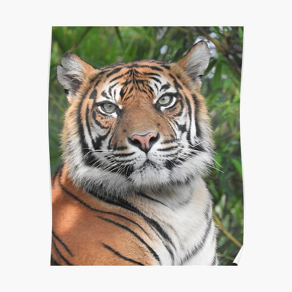 "Sumatran Tiger" Poster by kirstybush | Redbubble