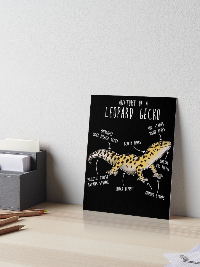 "Anatomy of a Leopard Gecko" Art Board Print for Sale by Psitta | Redbubble