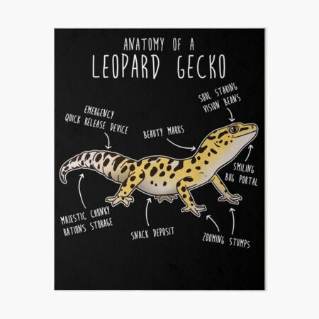 "Anatomy of a Leopard Gecko" Art Board Print for Sale by Psitta | Redbubble