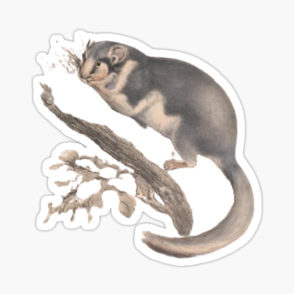 "Zoology South Africa Mammals" Sticker by MyFreshPrints | Redbubble