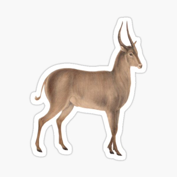 "Zoology South Africa Mammals" Sticker for Sale by MyFreshPrints ...