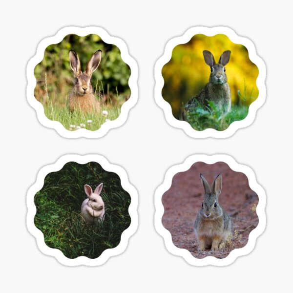 "Rabbits Sticker Pack Sticker Pack" Sticker for Sale by nathalieaynie ...