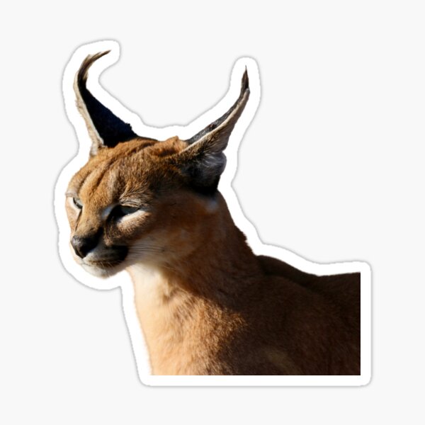 "Floppa" Sticker for Sale by hoepusher | Redbubble