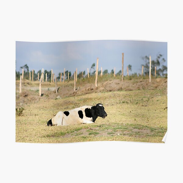 "Holstein Cow Chewing" Poster for Sale by rhamm | Redbubble
