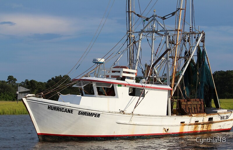 "Hurricane Shrimper" by Cynthia48 | Redbubble