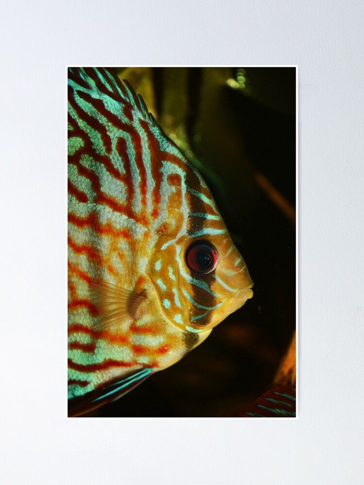 "Discus portrait " Poster for Sale by barnymartin | Redbubble