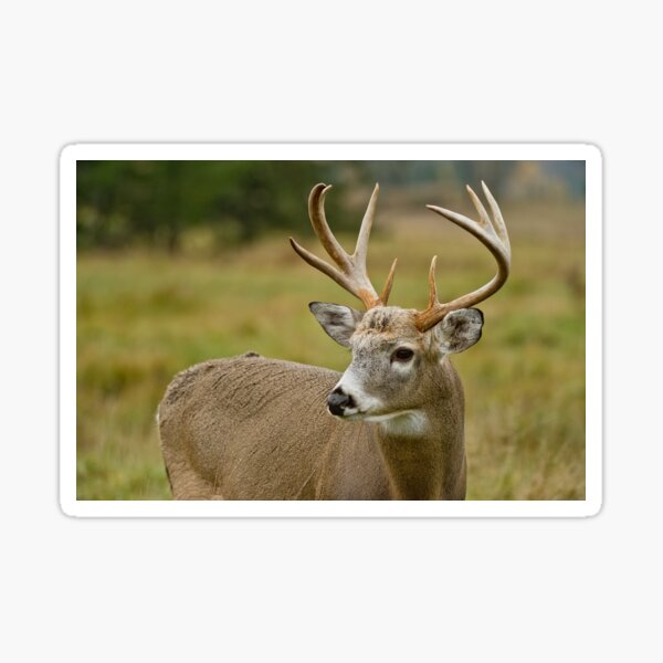 "White-tailed Deer" Sticker for Sale by jaydee1400 | Redbubble