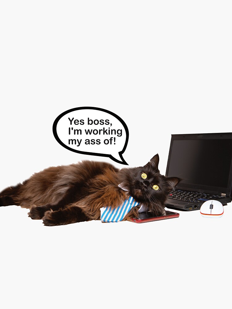 "Home Office Cool Cats Cat Meme Gift Daily Home Office" Sticker for ...