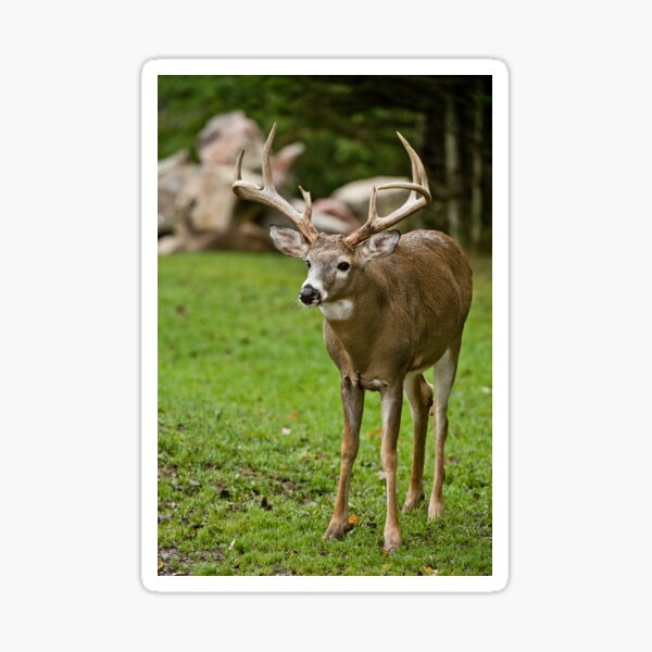 "White-tailed Deer" Sticker by jaydee1400 | Redbubble