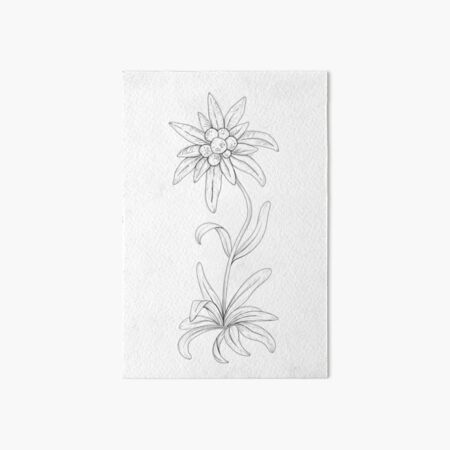"Edelweiss Flower Pen Drawing" Art Board Print for Sale by Emma ...