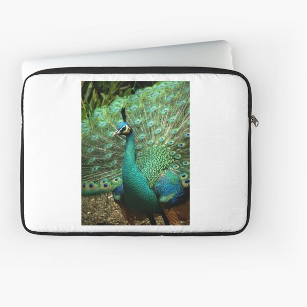 "Peacock" by margotk | Redbubble