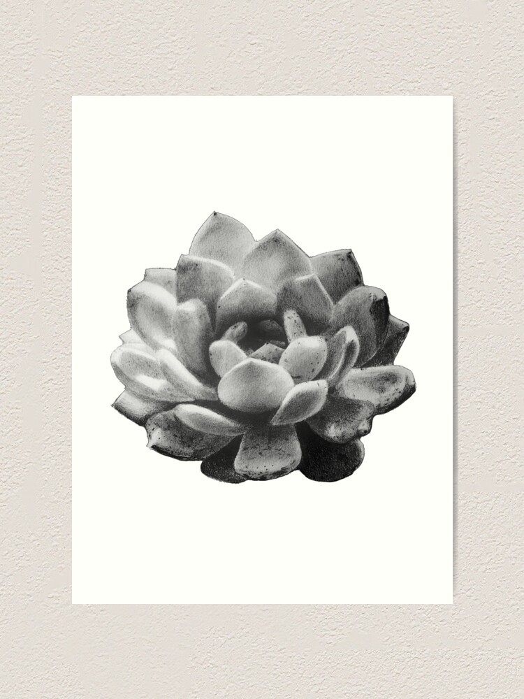 "(White) Realistic Succulent Drawing" Art Print by FrenchFry-Art ...