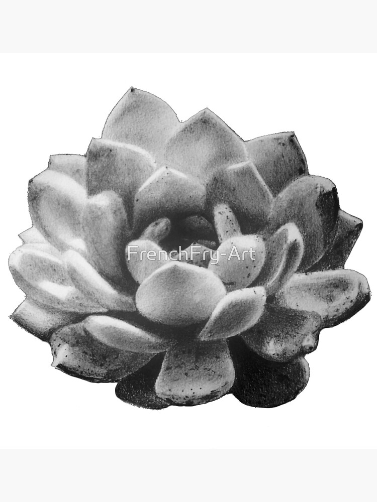 "(White) Realistic Succulent Drawing" Art Print by FrenchFry-Art ...