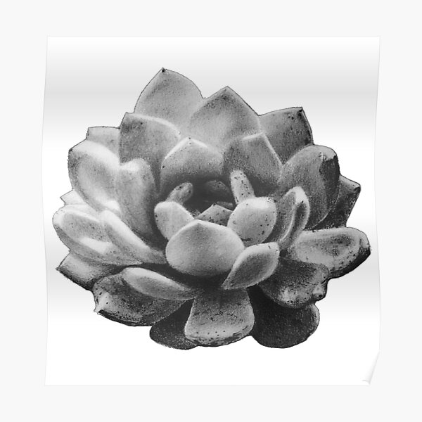 "(White) Realistic Succulent Drawing" Poster by FrenchFry-Art | Redbubble