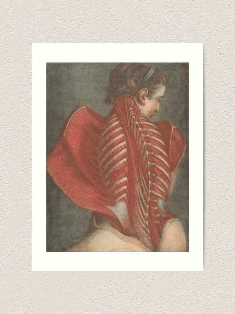 "The Anatomical Angel, Jacques-Fabien Gautier Dagoty, 1746" Art Print ...