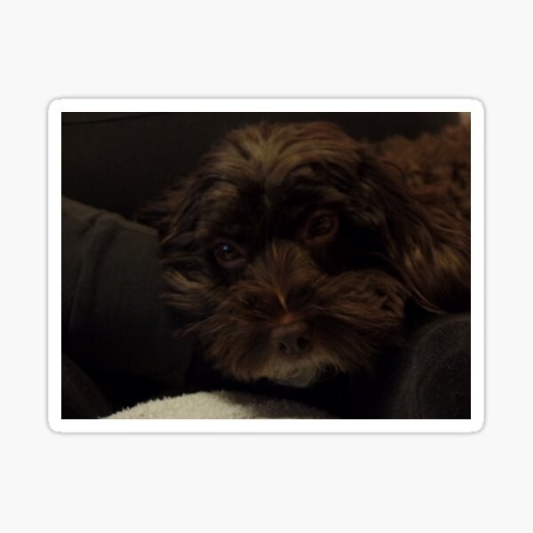 "cockapoo laying on feet" Sticker for Sale by pauche-maranto | Redbubble