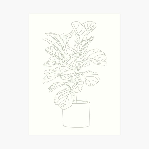 "Fiddle Leaf Fig Outline" Art Print for Sale by AnOrganicAussie | Redbubble