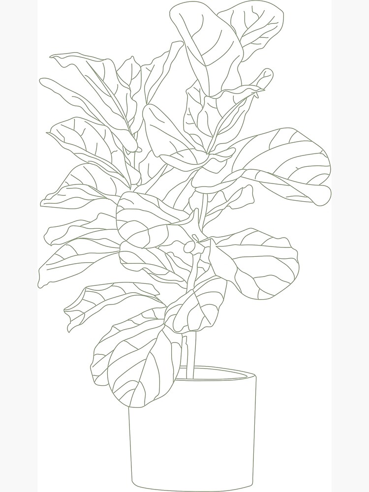 "Fiddle Leaf Fig Outline" Art Print for Sale by AnOrganicAussie | Redbubble