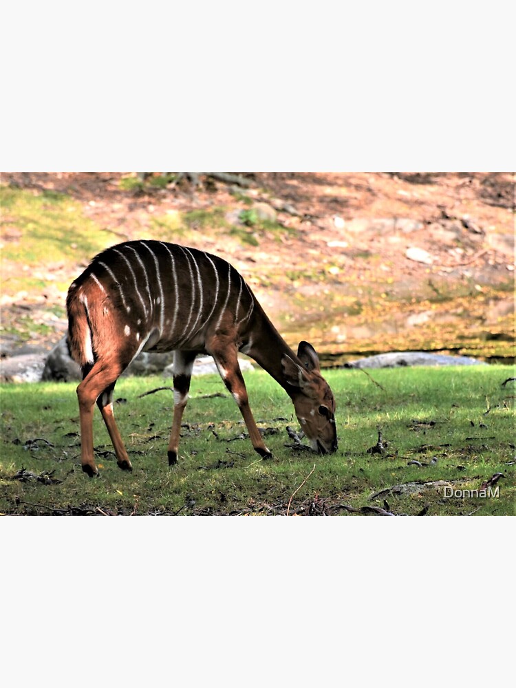 "Young Nyala Grazing" Sticker for Sale by DonnaM | Redbubble