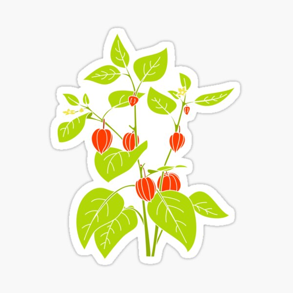 "Cape Gooseberry" Sticker for Sale by Rostara | Redbubble