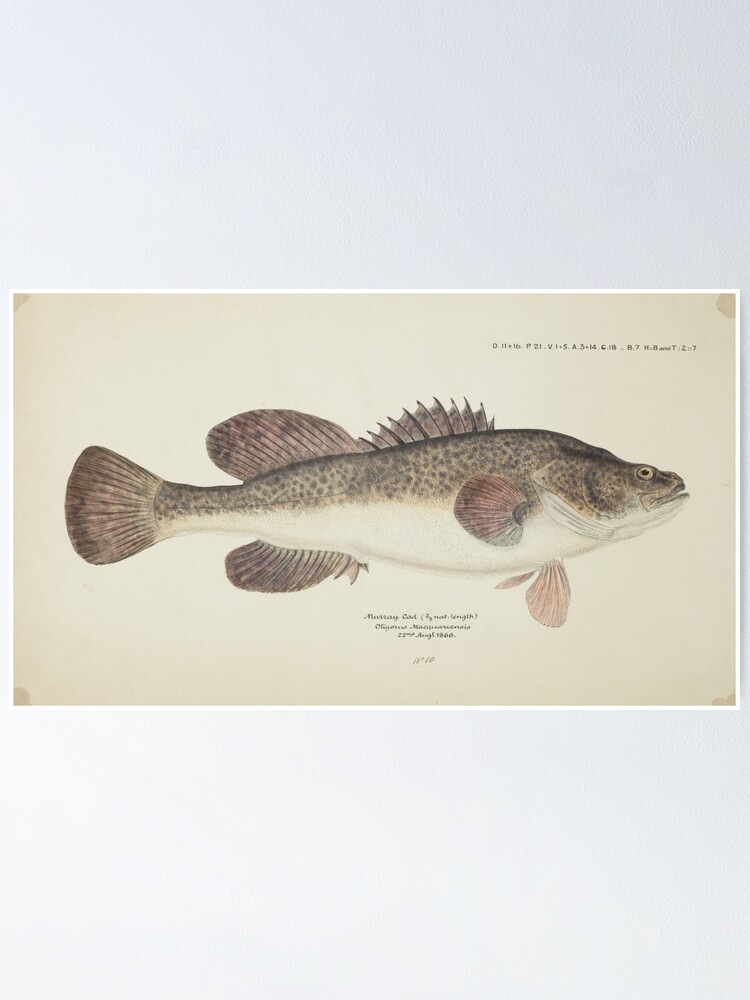 "Natural History Vintage Murray Cod Illustration 1866" Poster for Sale ...
