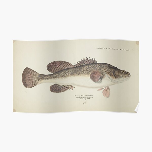 Conservation Wildlife Posters | Redbubble