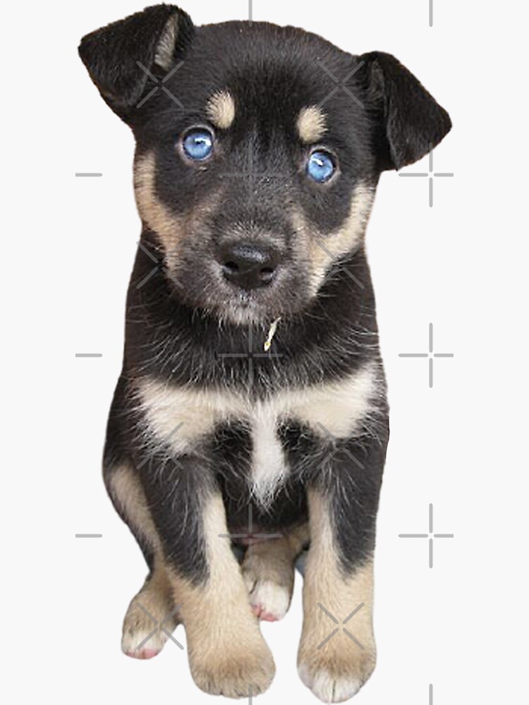 "Rottsky Puppy Friendly Dog Lovers Gift For Rottweiler And Husky Mix ...