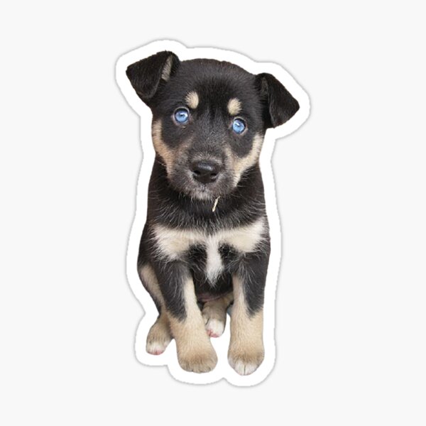 "Rottsky Puppy Friendly Dog Lovers Gift For Rottweiler And Husky Mix ...
