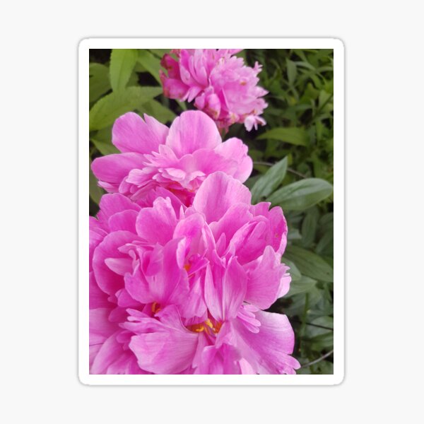 "Pink explosion flower" Sticker for Sale by Mvancour | Redbubble