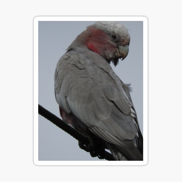 "Galah" Sticker for Sale by kirstybush | Redbubble