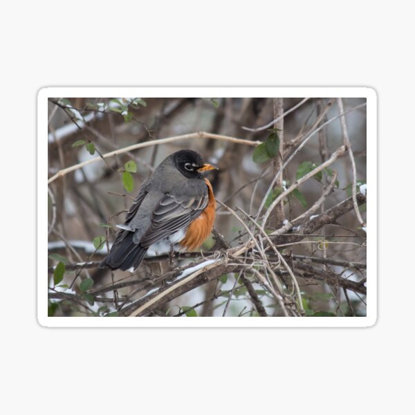 "American Robin" Sticker for Sale by Jacquelie | Redbubble