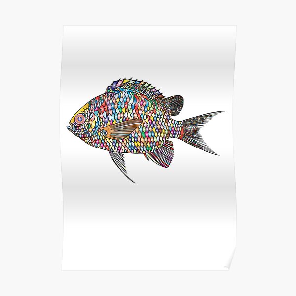 "Colorful Zebrafish" Poster by sasijaya | Redbubble