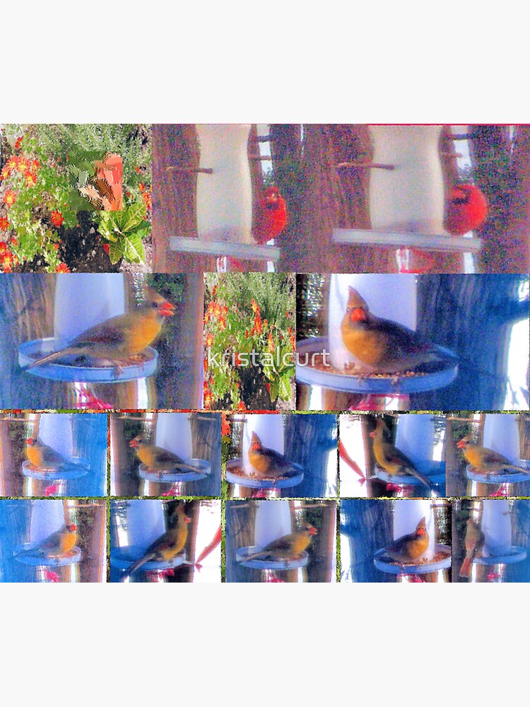 "Cardinal Comfort" Sticker by kristalcurt | Redbubble