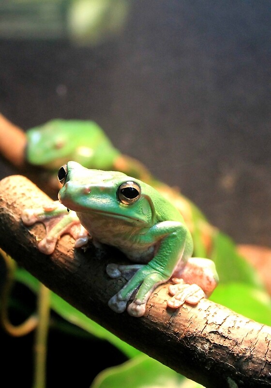 "Allenwood, PA: Green Tree Frog" by ACImaging | Redbubble