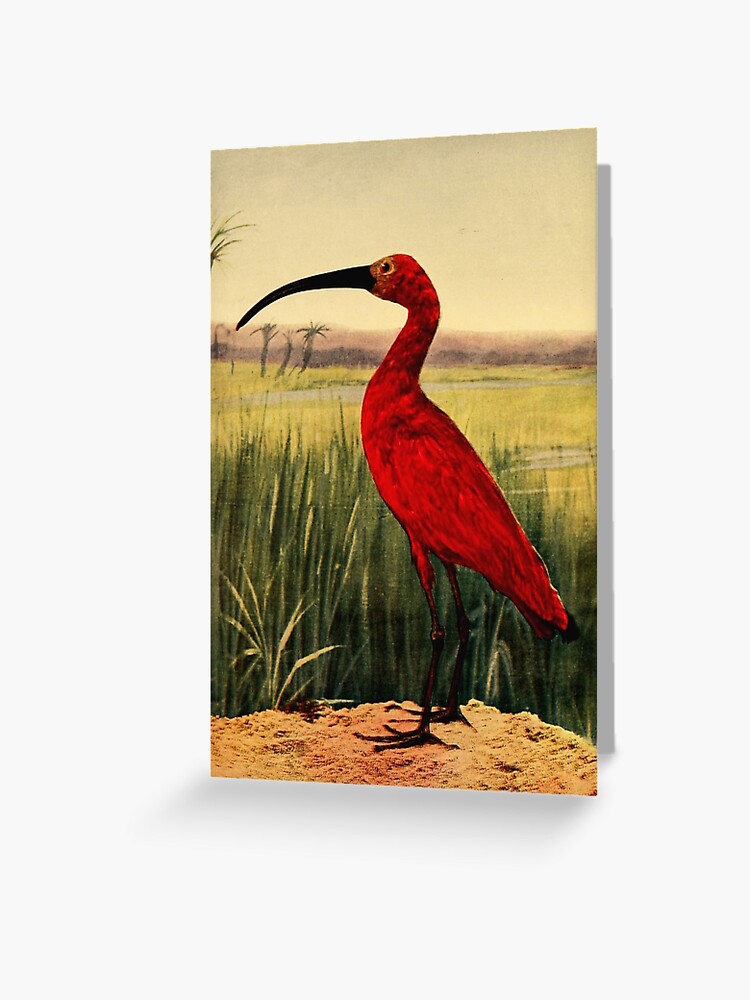 "Scarlet Ibis" Greeting Card for Sale by Santanu1990 | Redbubble