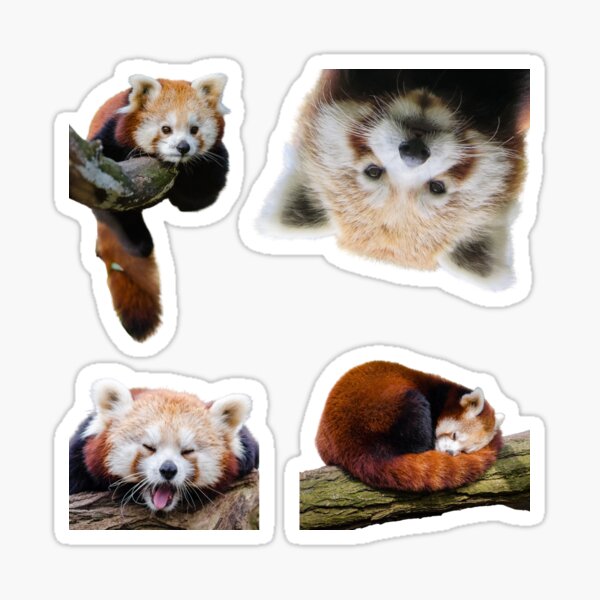 "Red Panda" Sticker for Sale by EmbracePLUR | Redbubble