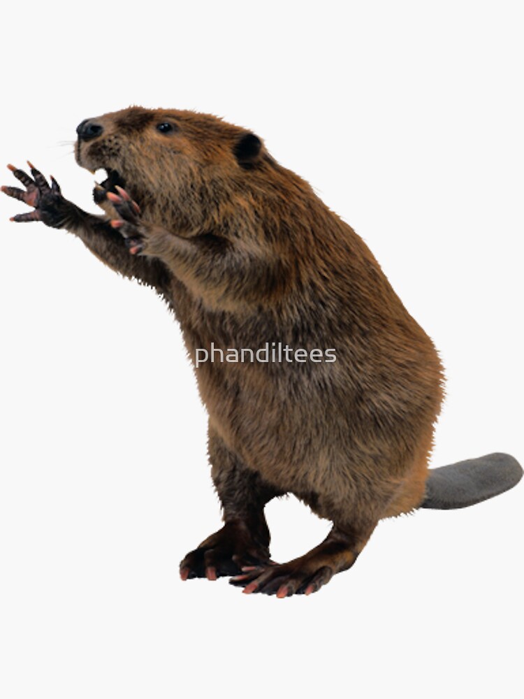 "Beaver" Sticker for Sale by phandiltees | Redbubble