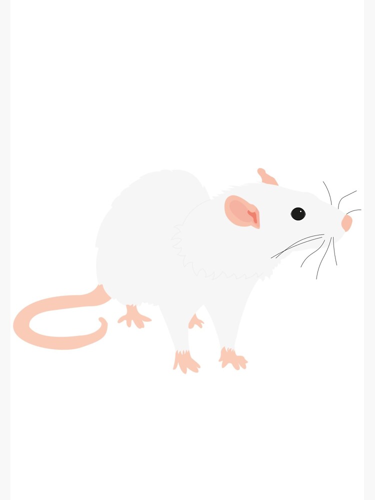 "White rat" Sticker for Sale by Aleksandr48 | Redbubble