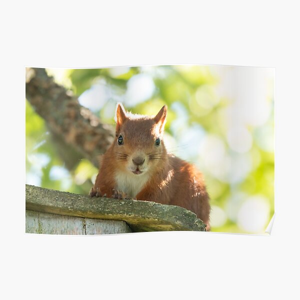 "Peak a boo Squirrel-Funny-Animal" Poster for Sale by RolandWidin ...