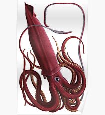 Giant Squid: Posters | Redbubble