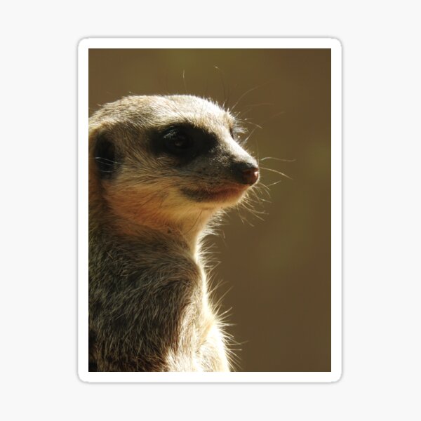 "Meerkat" Sticker for Sale by kirstybush | Redbubble