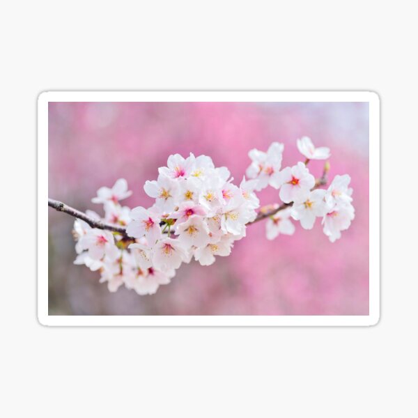 "Cherry blossom art.Sakura tree " Sticker for Sale by bambino12345678 ...