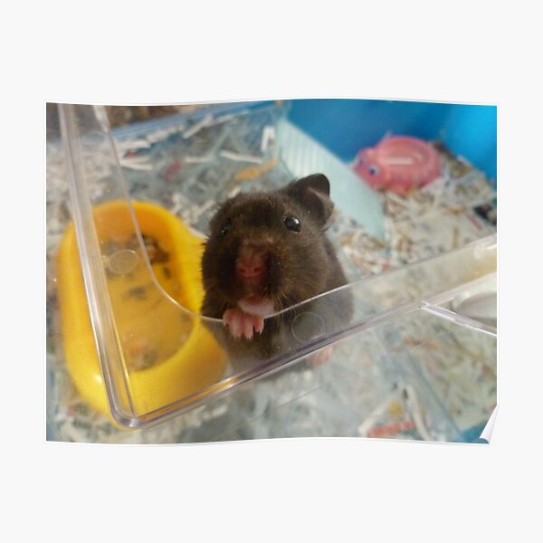 "Cutest Face Ever!! ^_^" Poster for Sale by ViczS | Redbubble