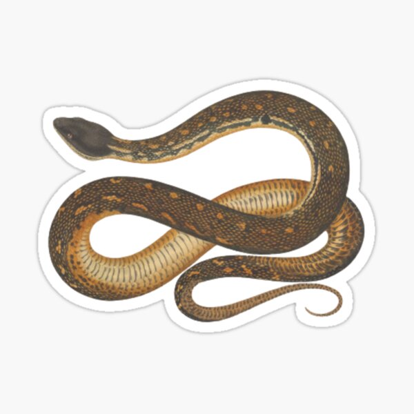 Paper, Party & Kids d20 and snake holographic sticker Embellishments ...