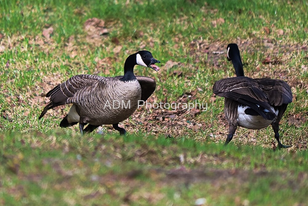 "Goose Fight" by ADM Photography | Redbubble