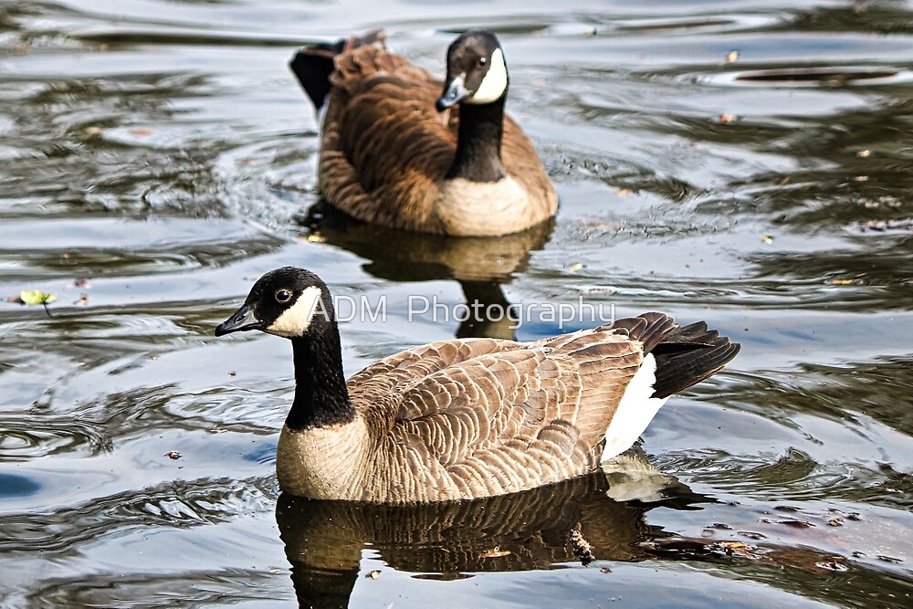 "Geese Swimming" by ADM Photography | Redbubble