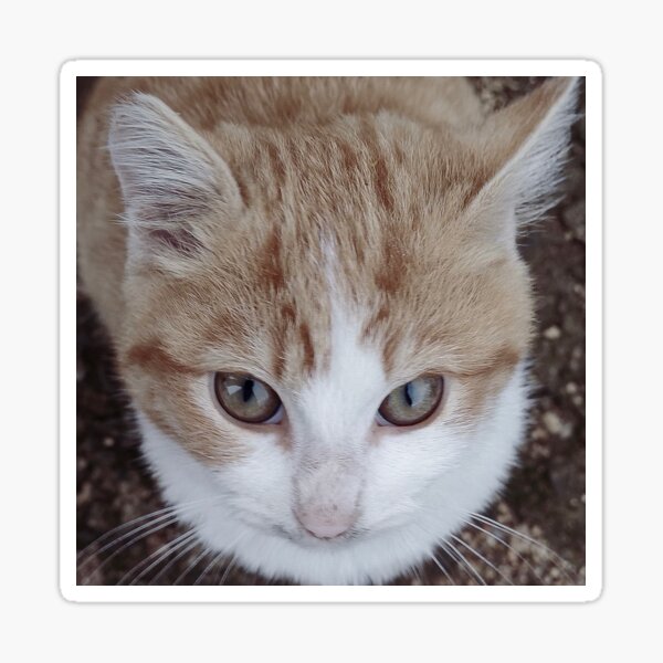 "A Cat Named Leo" Sticker for Sale by Martina986 | Redbubble