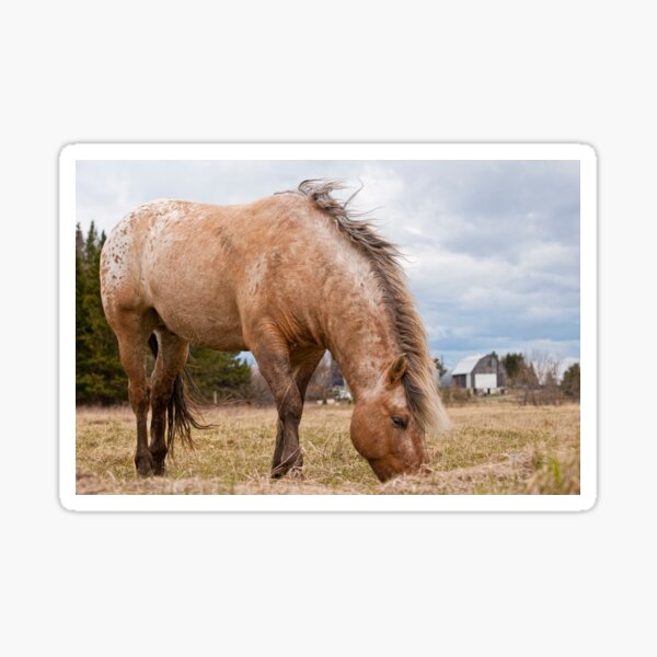 "Horse Eating Hay" Sticker by jaydee1400 | Redbubble