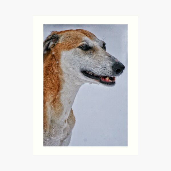 "Harry - Long Dog" Art Print for Sale by Jellycandy | Redbubble